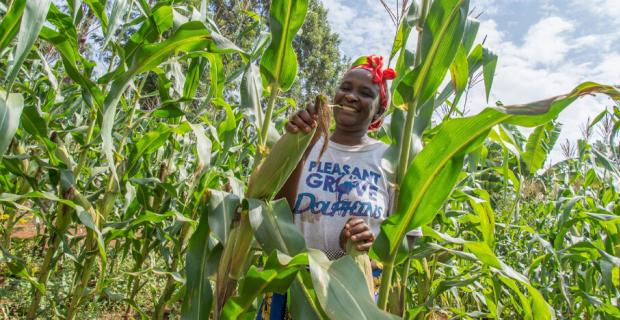 CASE STUDY: EXPLORING THE IMPACT OF KILIMO BOOSTER ON JOB CREATION ...